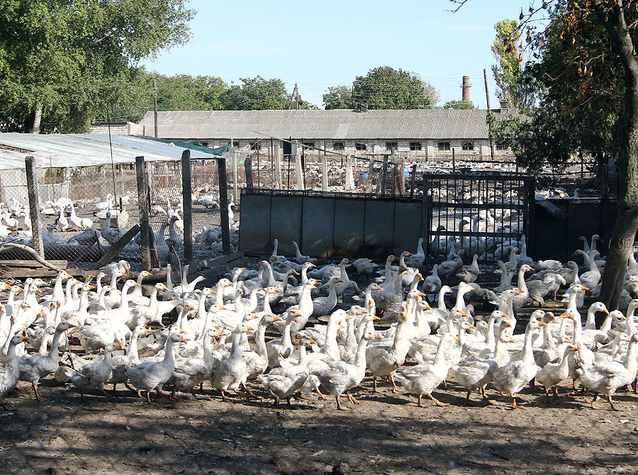 Afacere cu pene şi mult zgomot – Ziarul de Gardă