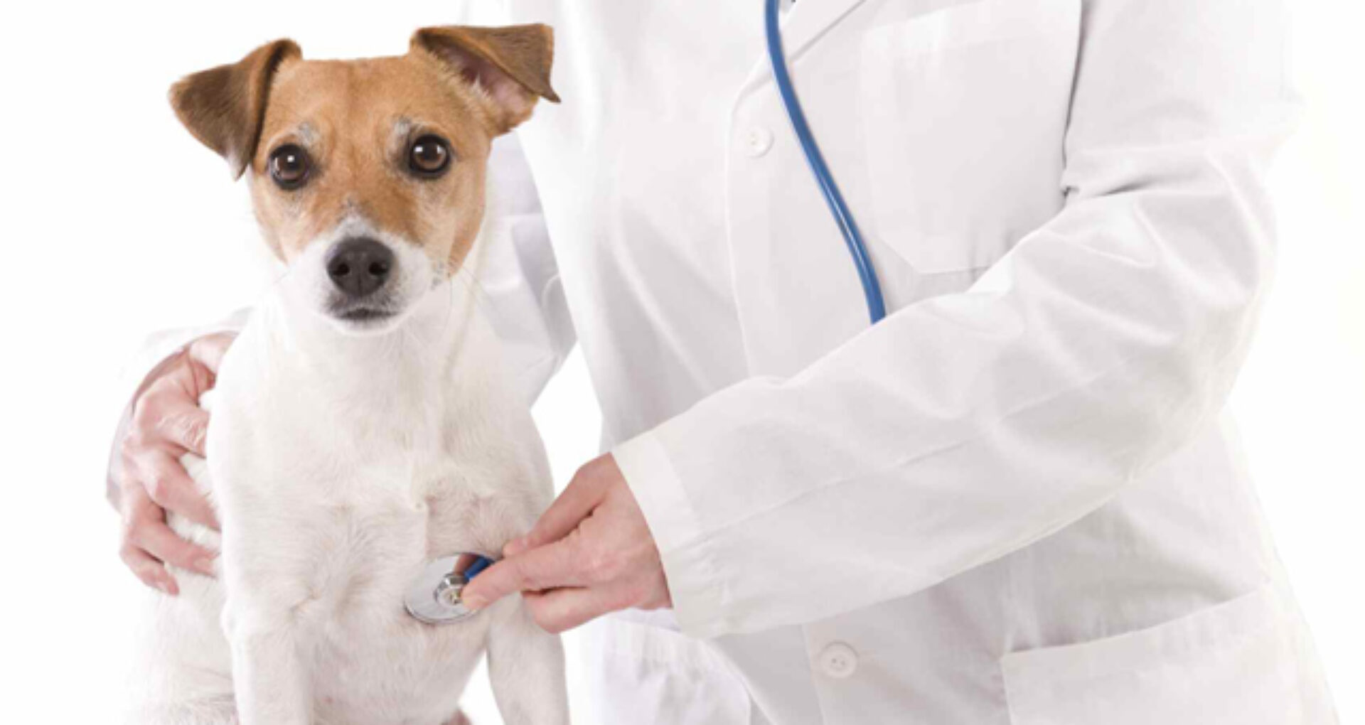 DOC/ Exercitarea profesiei de medic veterinar va fi reglementată prin ...