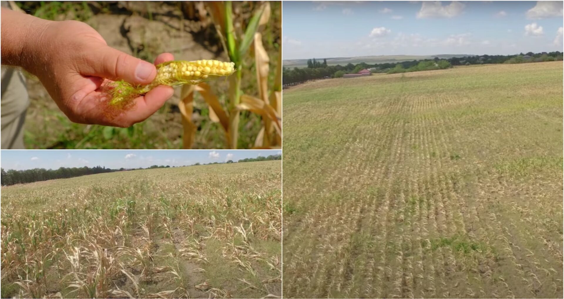 VIDEO/ No comment: Lanuri de porumb, distruse de secetă – Ziarul de Gardă
