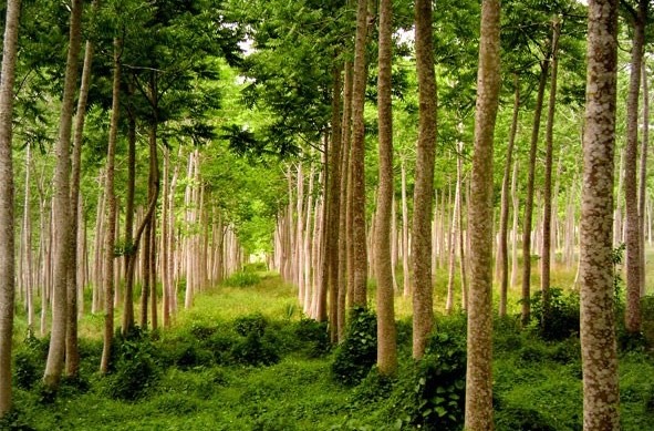 Comisia Europeană a prezentat o nouă strategie forestieră și vrea ca 3 ...