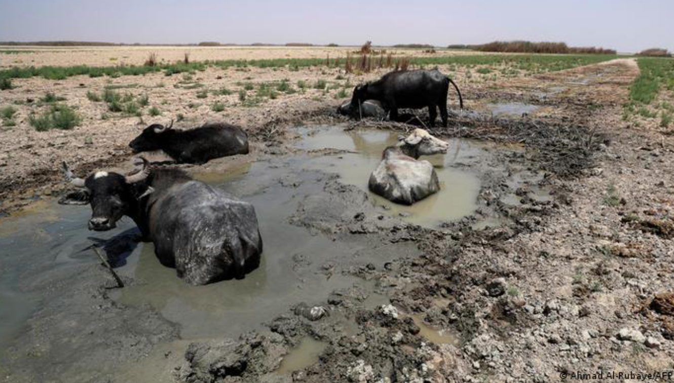 Criza climatică: O lume căreia îi lipsește apa. După secetă vine foamea ...